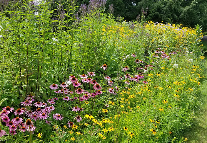 Native Plant Sale at Penguin Court (Laughlintown, PA) | Brandywine ...