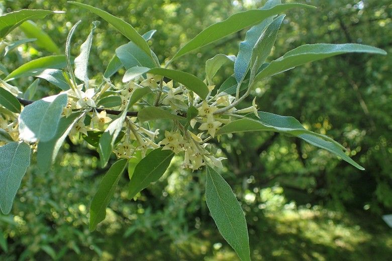 Invasive Species Spotlight: Autumn & Russian Olive | Brandywine ...