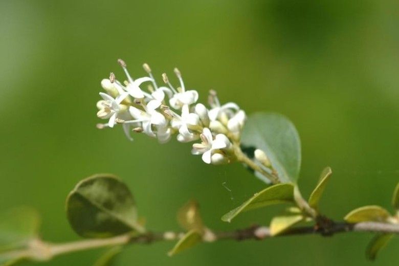 Invasive Species Spotlight: Chinese Privet | Brandywine Conservancy and ...