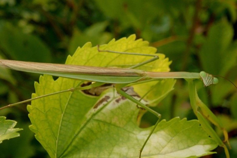 The Invasive Mantis Species | Brandywine Conservancy and Museum of Art
