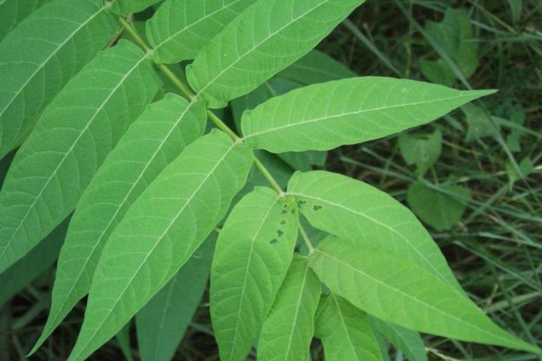 Invasive Species Spotlight: Tree-of-Heaven (Ailanthus altissima) and ...