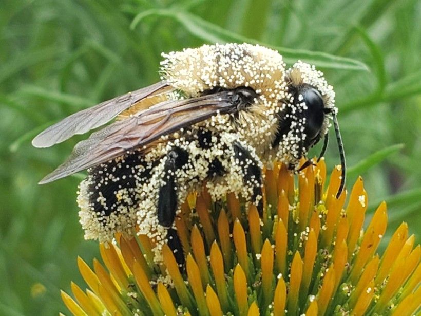 Pennsylvania Pollinator Photo Challenge | Brandywine Conservancy and ...