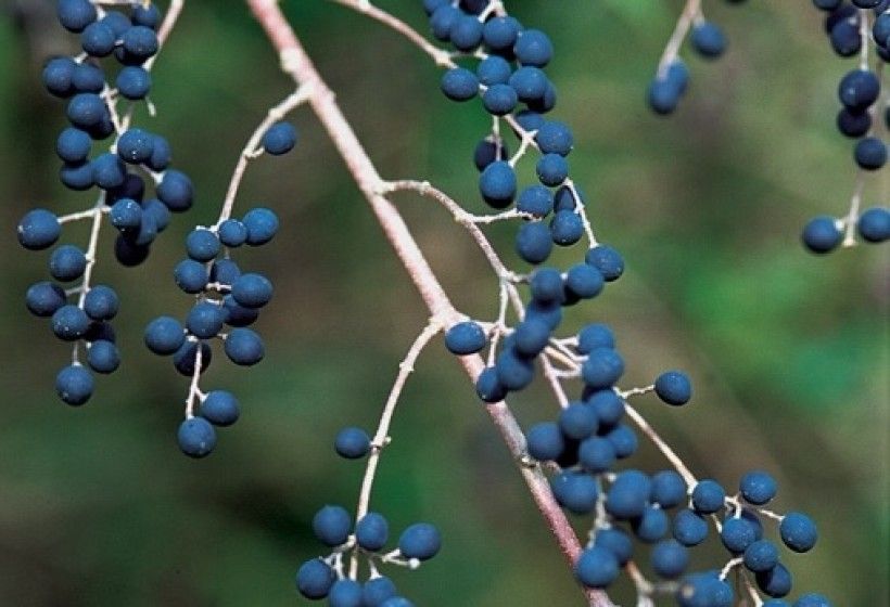 Invasive Species Spotlight: Chinese Privet | Brandywine Conservancy and ...