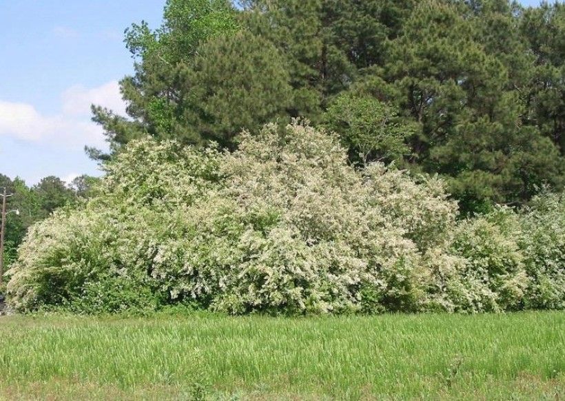 Invasive Species Spotlight: Chinese Privet | Brandywine Conservancy and ...