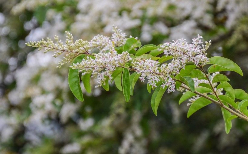 Invasive Species Spotlight: Chinese Privet | Brandywine Conservancy and ...