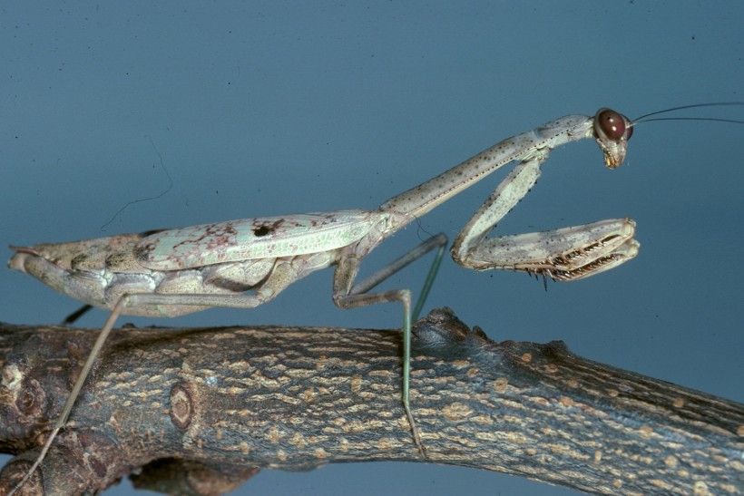 The Invasive Mantis Species | Brandywine Conservancy and Museum of Art