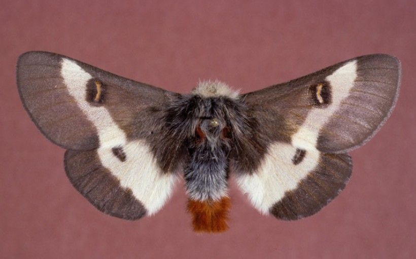 The Forgotten Pollinators: How You Can Help Save Endangered Moths ...