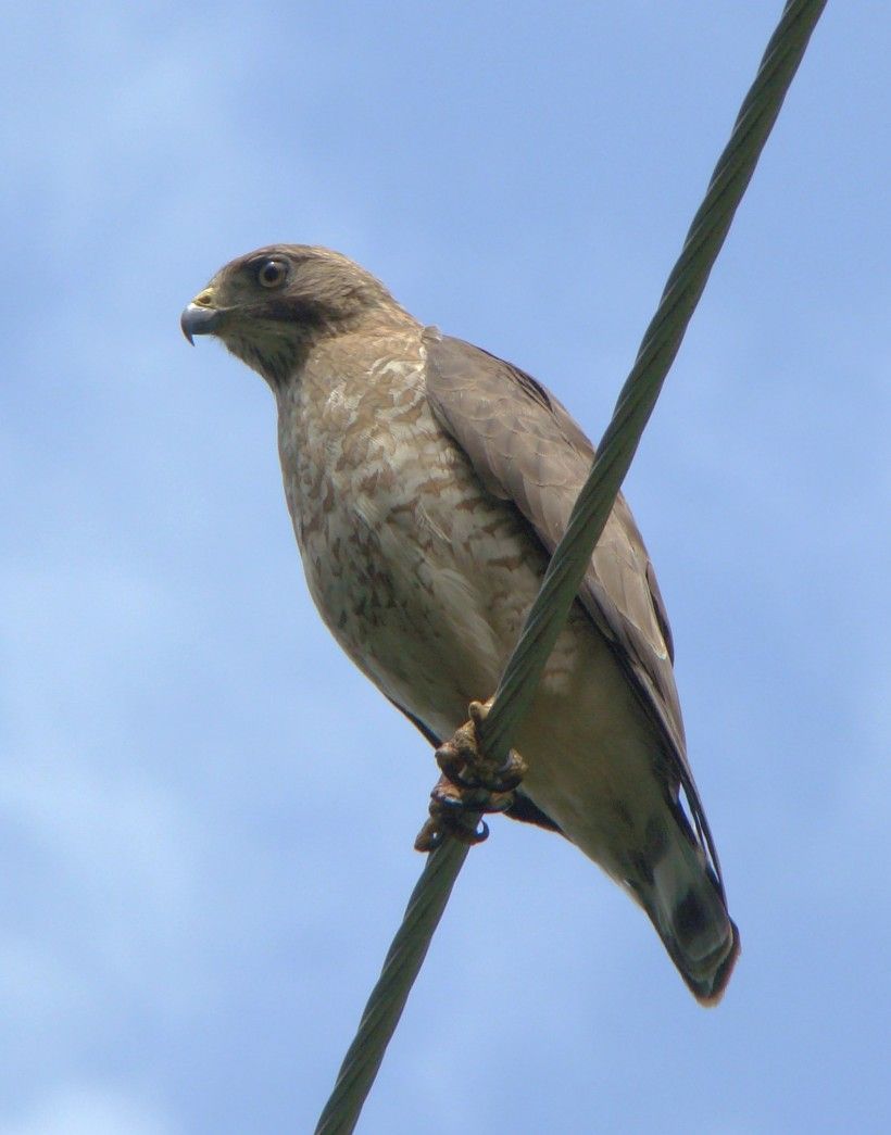 September Spectacle: Broad-winged Hawk Migration | Brandywine ...