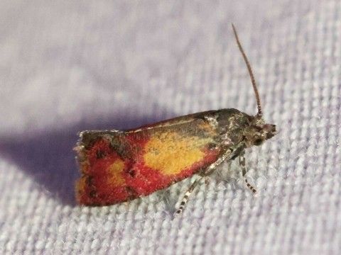 Gardening for Moths | Brandywine Conservancy and Museum of Art